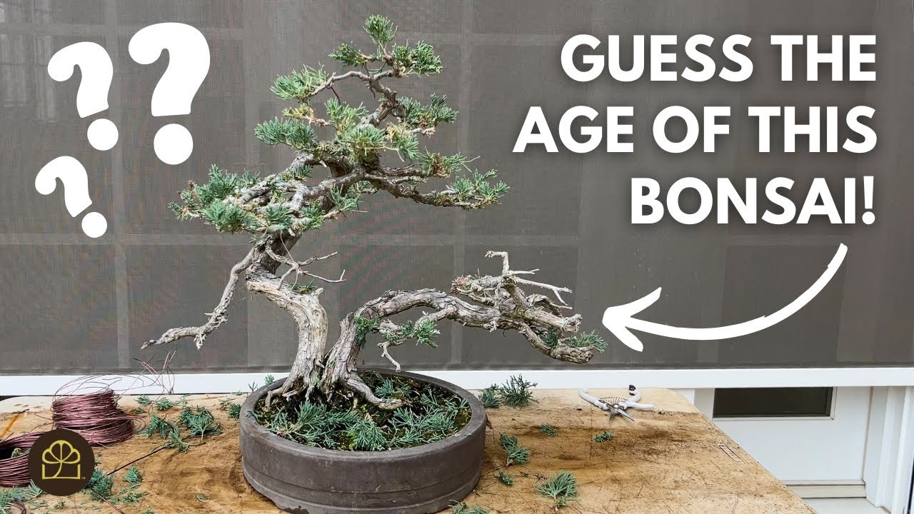 How to Refine and Improve Bonsai Trees (Advanced Styling) - Growing ...